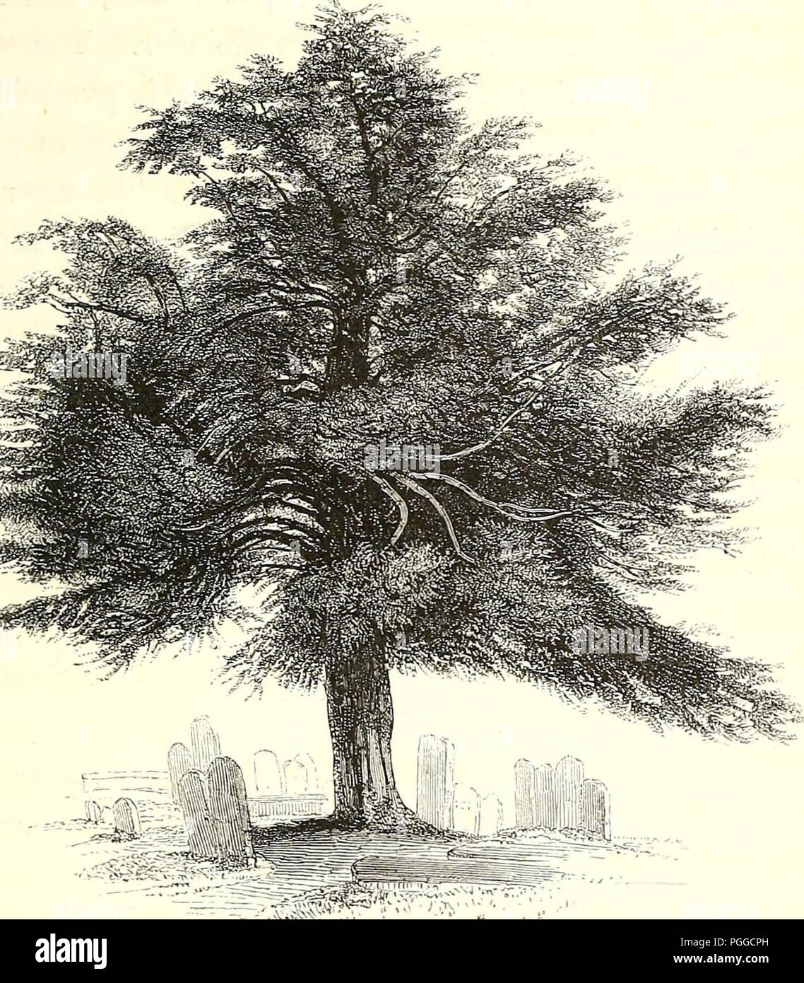 "A history of British forest-trees, indigenous and introduced" (1842 ...