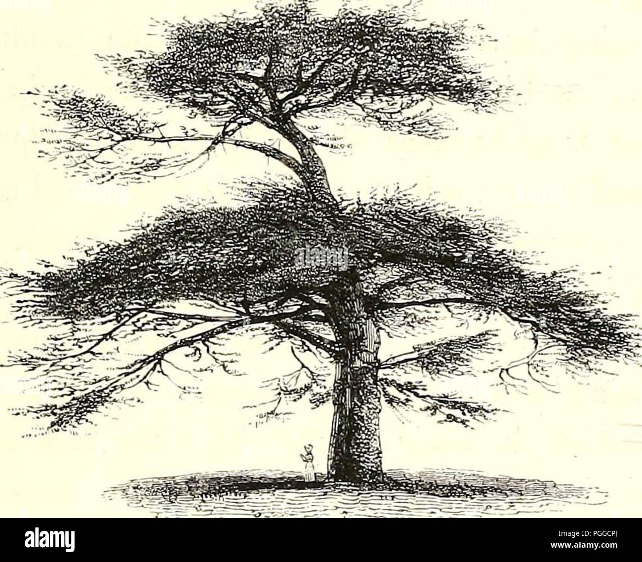 "A history of British forest-trees, indigenous and introduced" (1842 ...