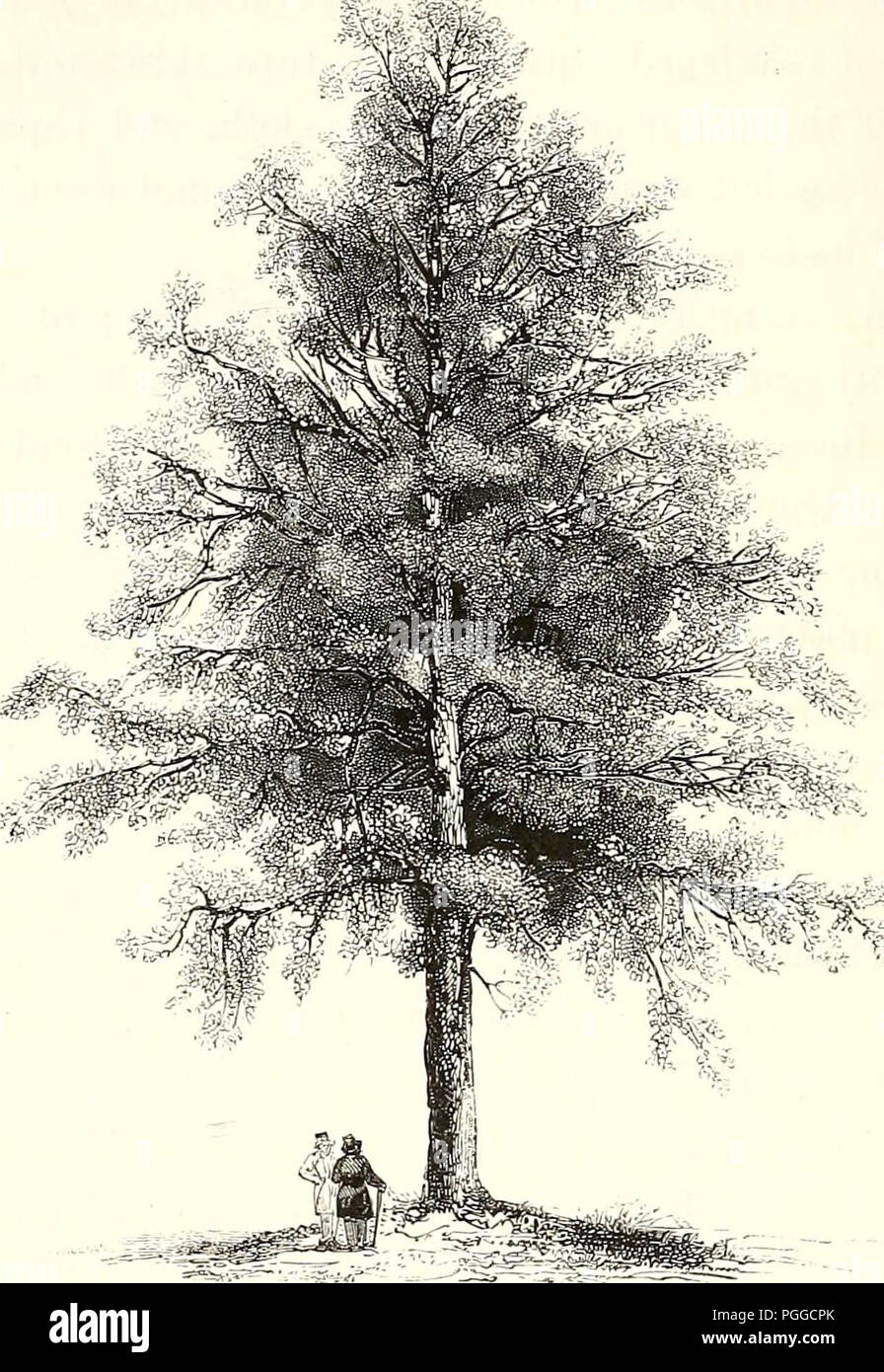 "A history of British forest-trees, indigenous and introduced" (1842 ...