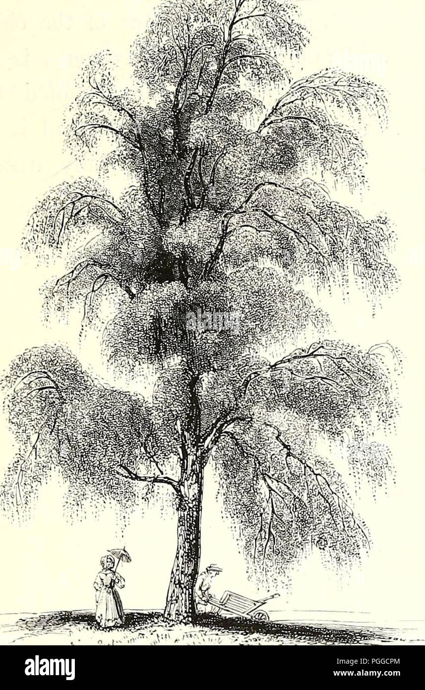 "A history of British forest-trees, indigenous and introduced" (1842 ...