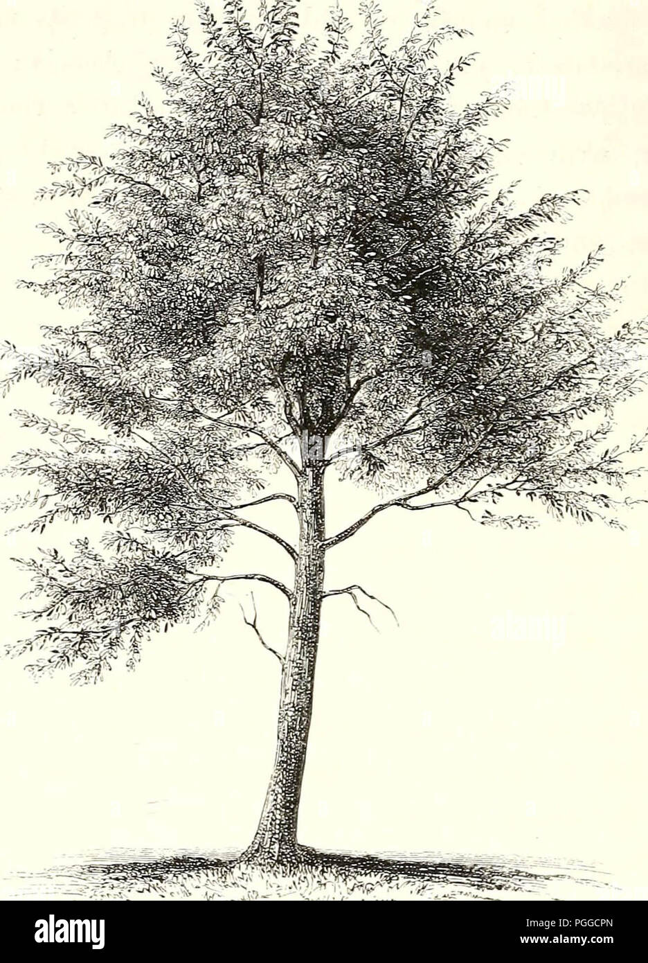 "A history of British forest-trees, indigenous and introduced" (1842 ...