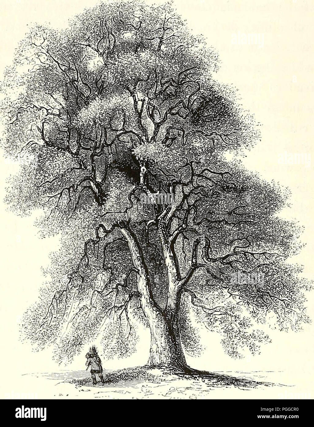 "A history of British forest-trees, indigenous and introduced" (1842 ...