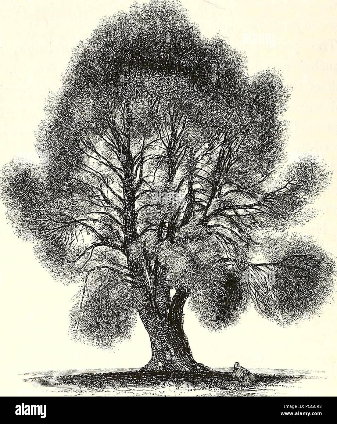 "A history of British forest-trees, indigenous and introduced" (1842 ...