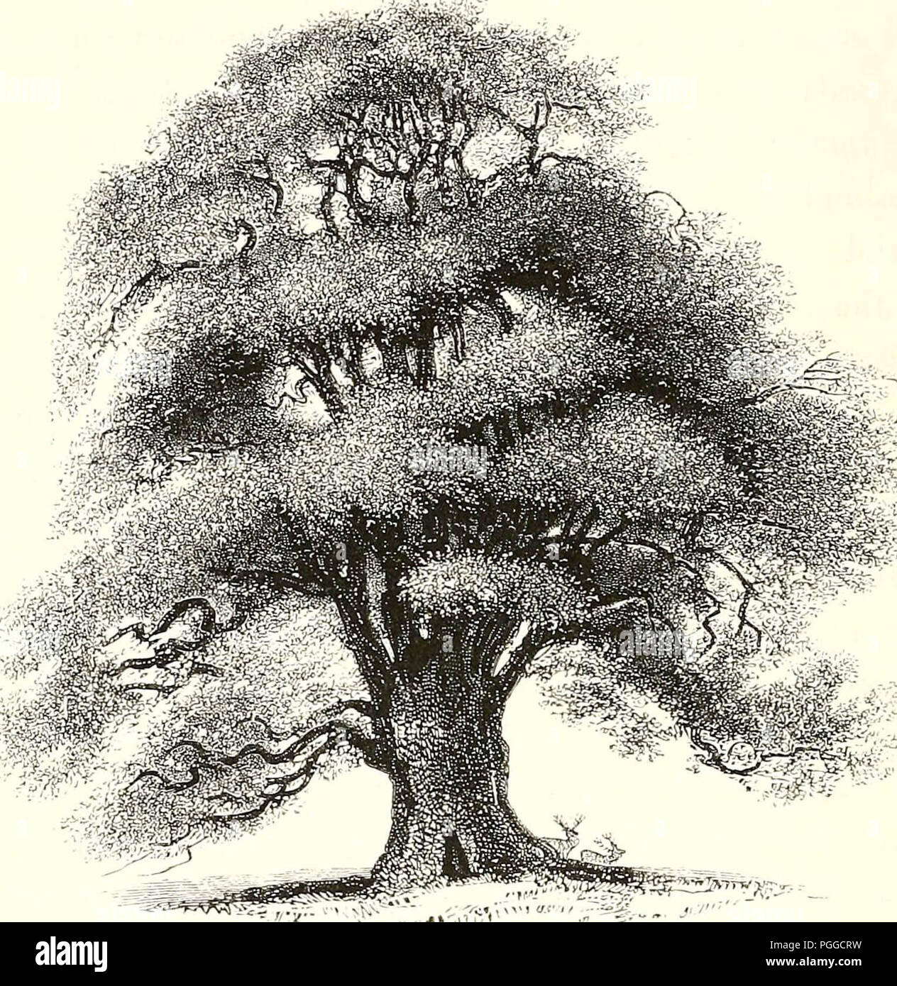 "A history of British forest-trees, indigenous and introduced" (1842 ...