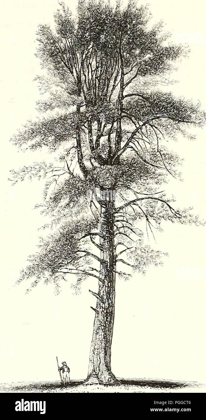 "A history of British forest-trees, indigenous and introduced" (1842 ...