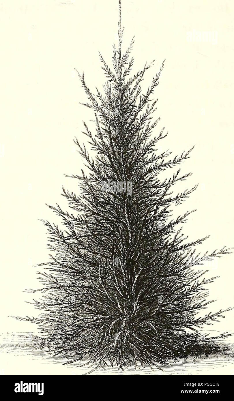 "A history of British forest-trees, indigenous and introduced" (1842 ...