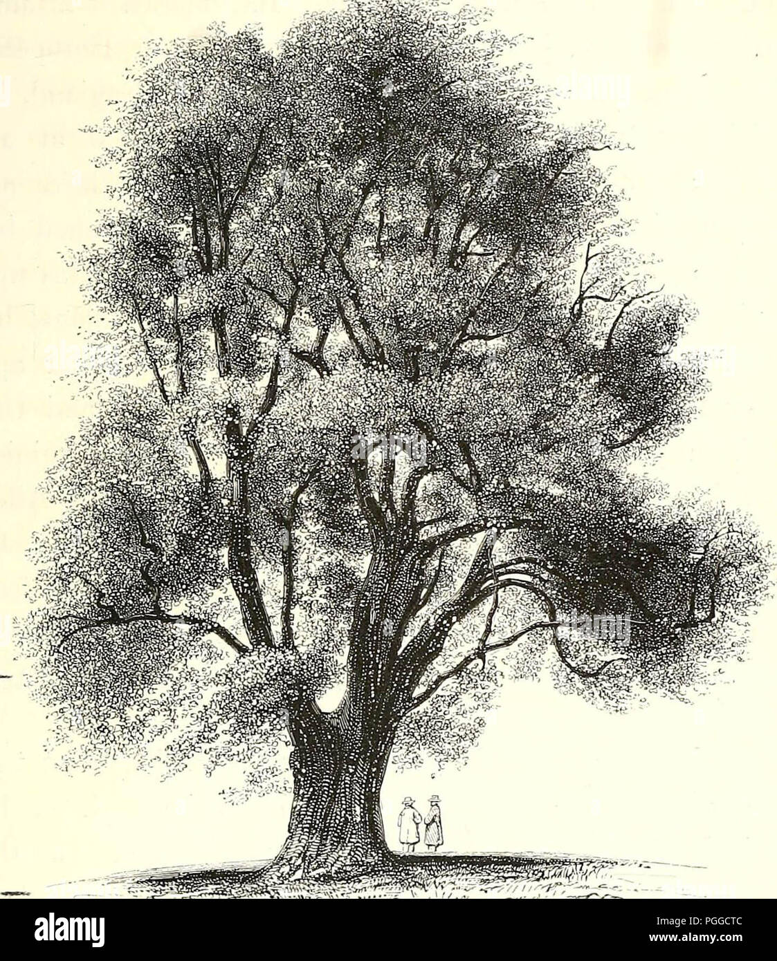 "A history of British forest-trees, indigenous and introduced" (1842 ...