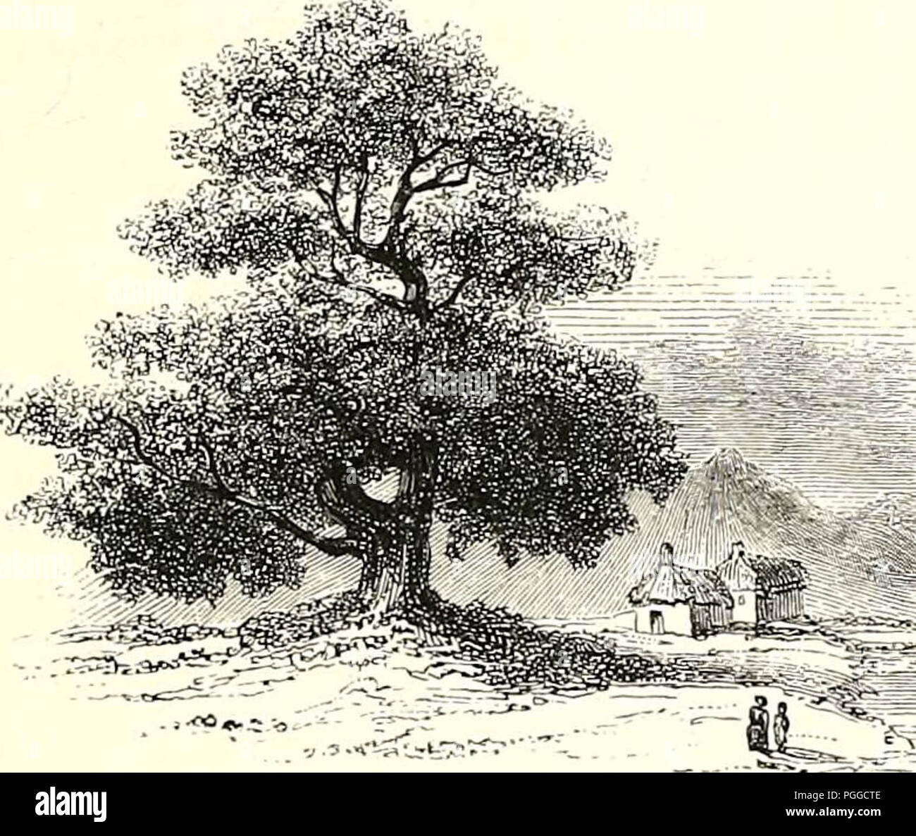 "A history of British forest-trees, indigenous and introduced" (1842 ...