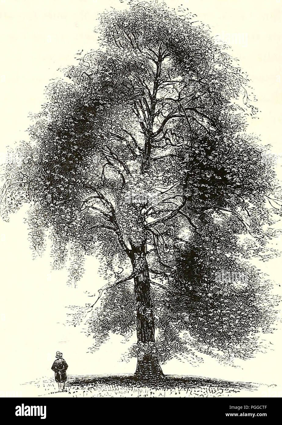 "A history of British forest-trees, indigenous and introduced" (1842 ...