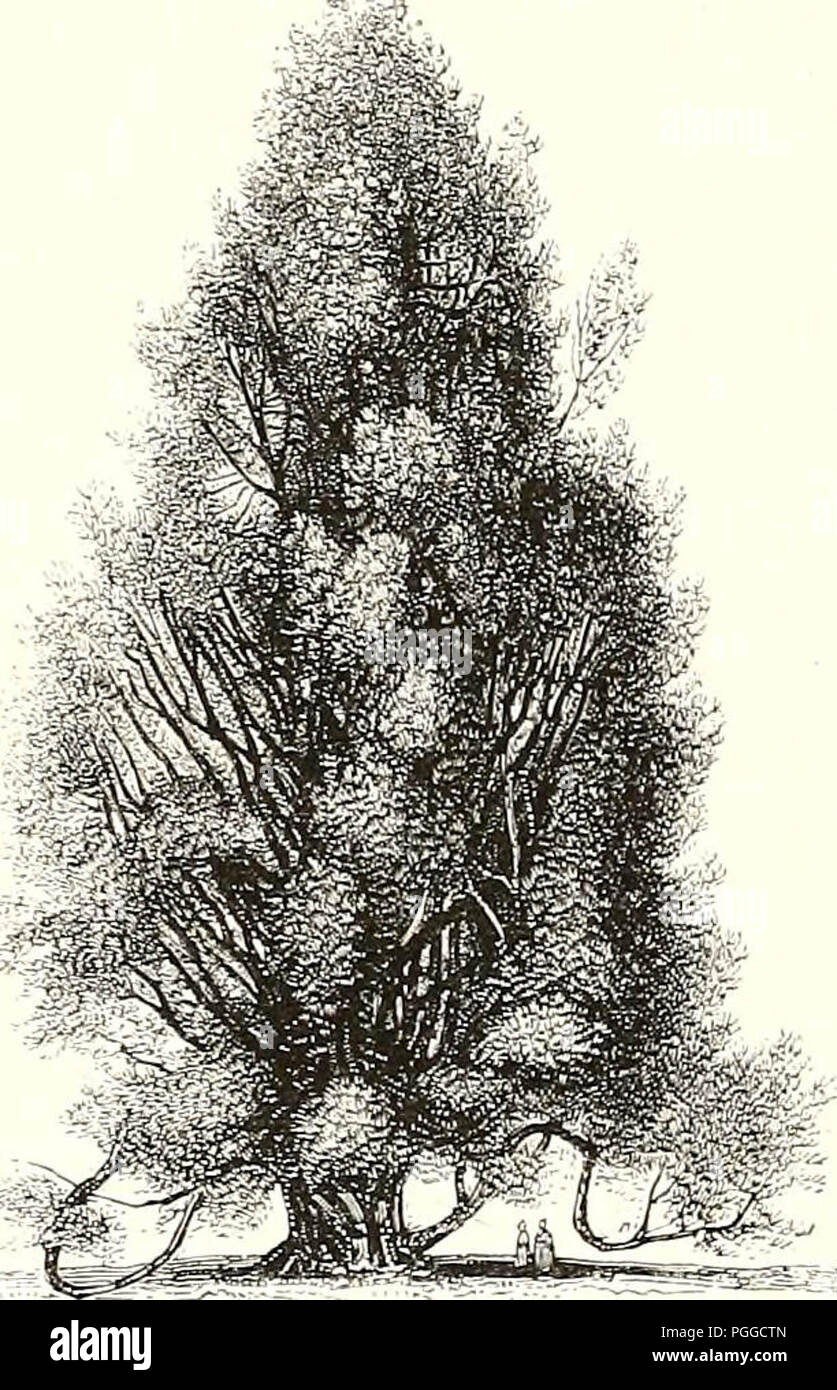 "A history of British forest-trees, indigenous and introduced" (1842 ...