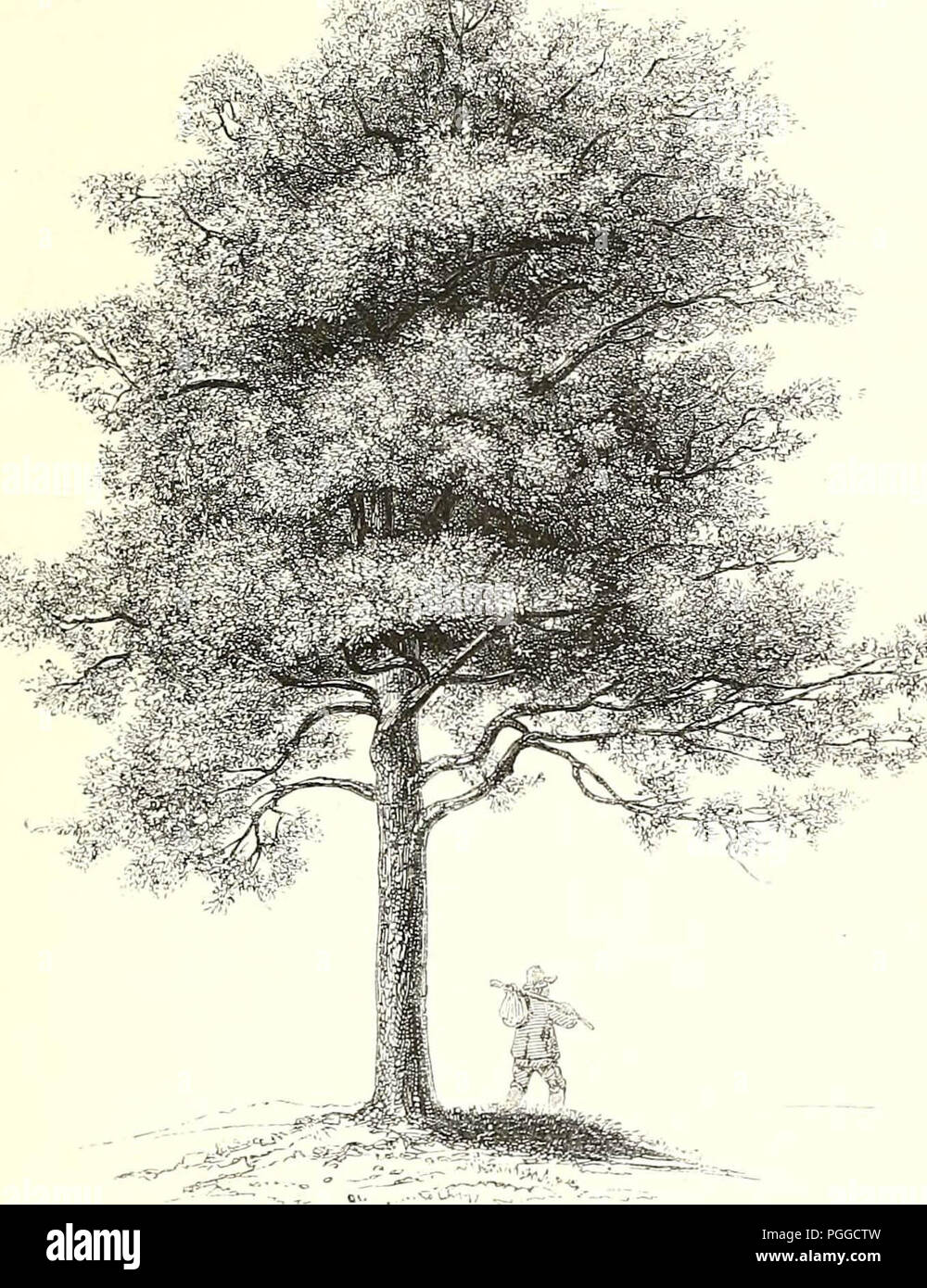"A history of British forest-trees, indigenous and introduced" (1842 ...