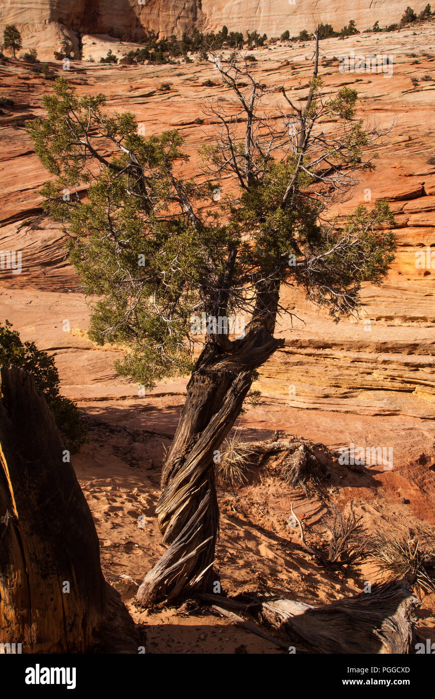Utah juniper tree juniperus osteosperma hi-res stock photography and ...