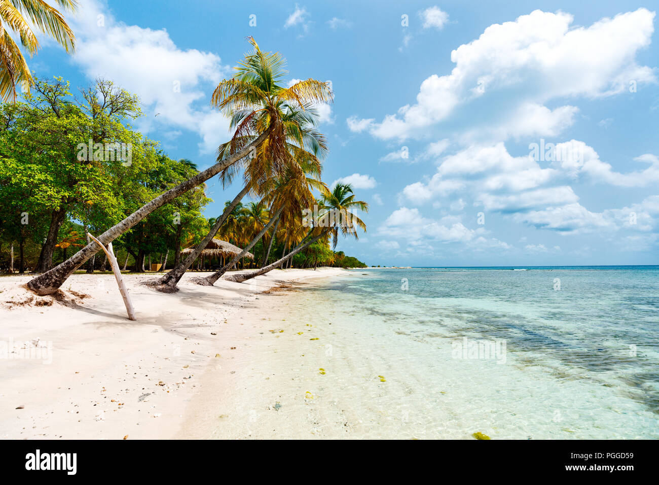 Idyllic tropical beach with white sand, palm trees and turquoise ...