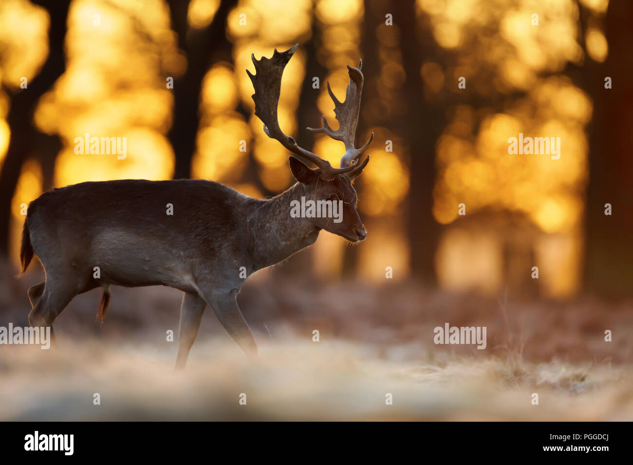 Close-up of a Fallow Deer stag walking on an early autumn morning ...