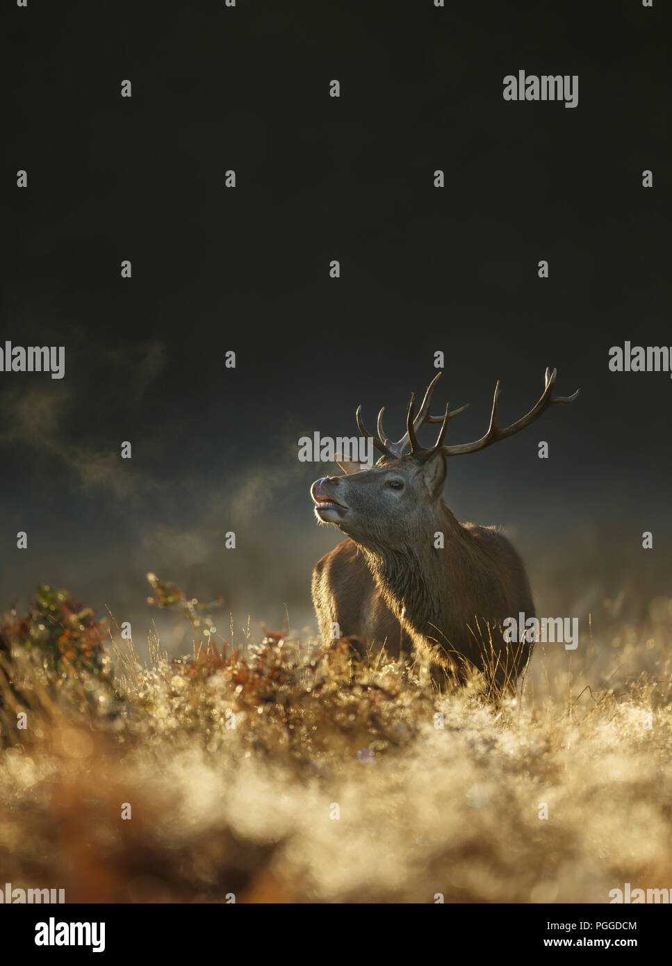 Red deer at dawn on a foggy autumn morning during a rutting season, UK ...