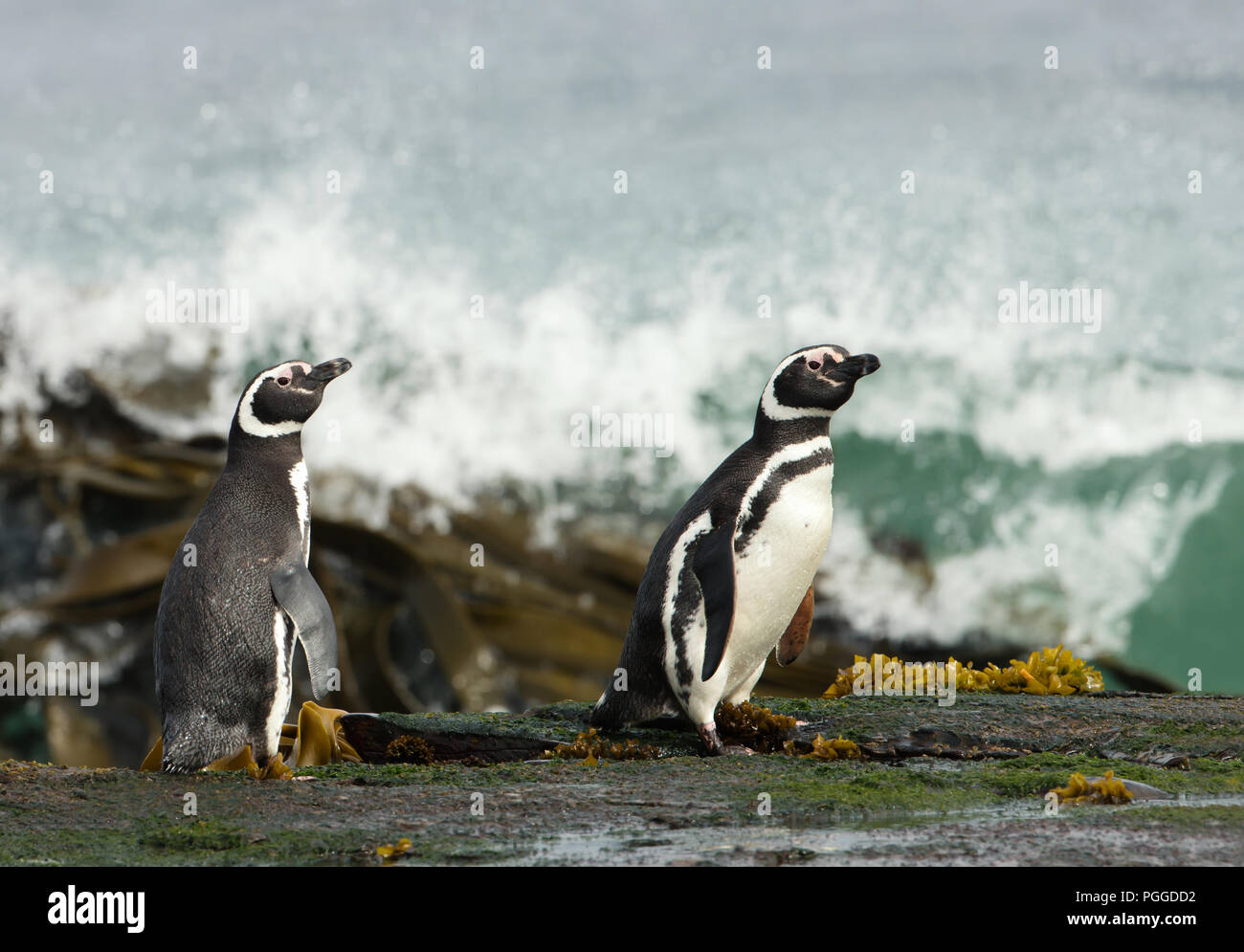 Two Magellanic penguins standing on a shoreline and watching stormy ...