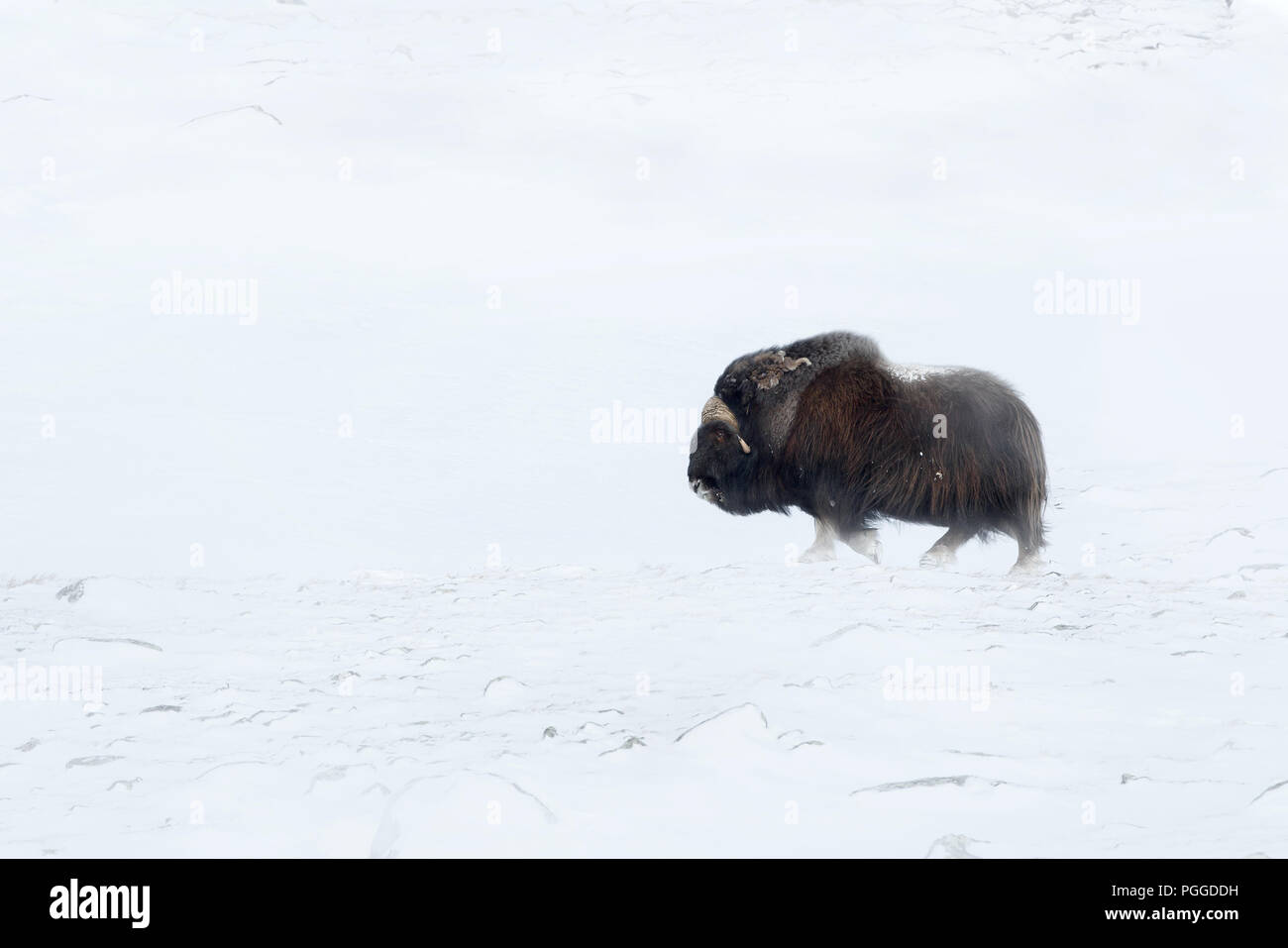 Power walking park winter hi-res stock photography and images - Alamy
