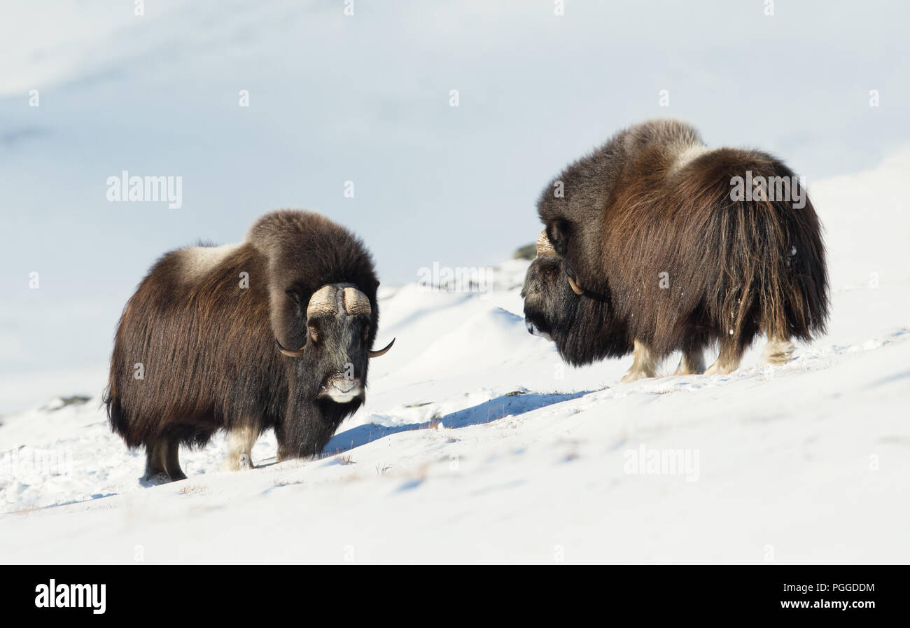 Close up of two male Musk Oxen (Ovibos moschatus) standing in snowy ...