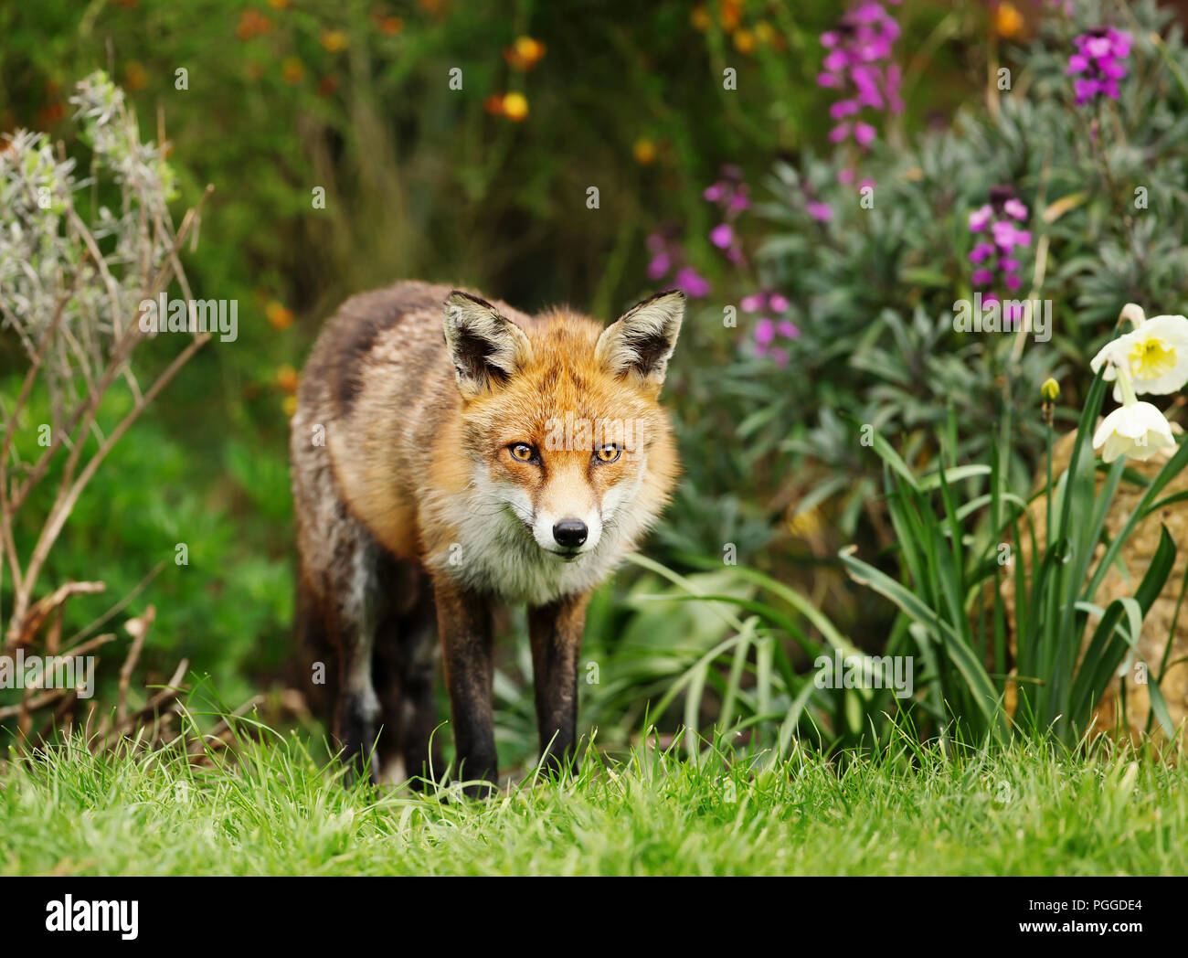 Red fox standing in the garden with flowers, spring in UK Stock Photo ...