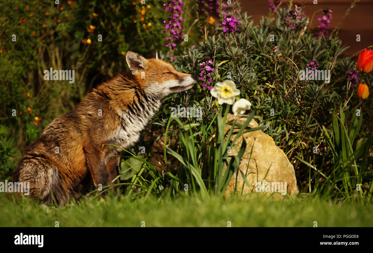 Red fox garden hi-res stock photography and images - Alamy