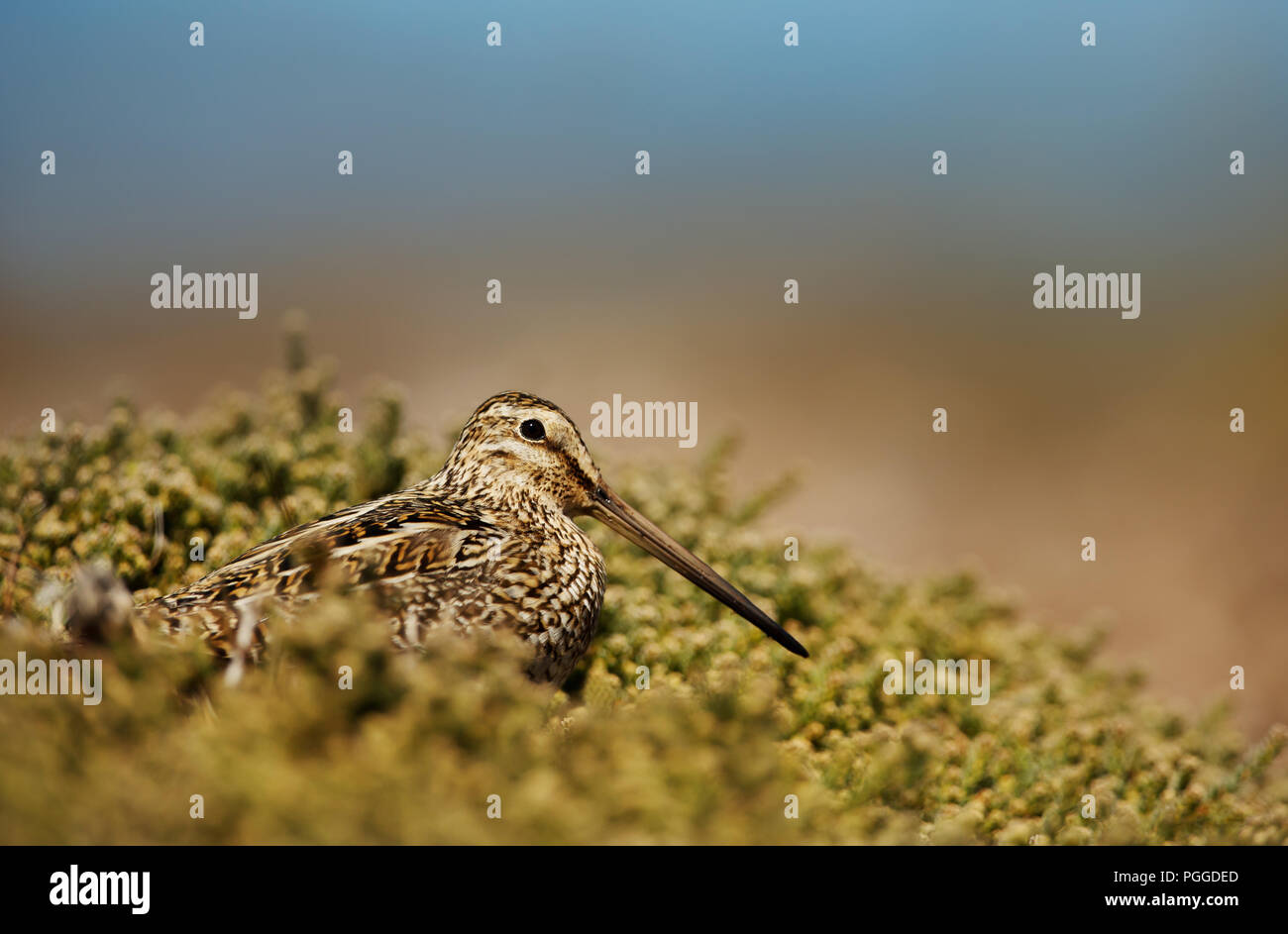 Snipe feeding bird field hi-res stock photography and images - Alamy