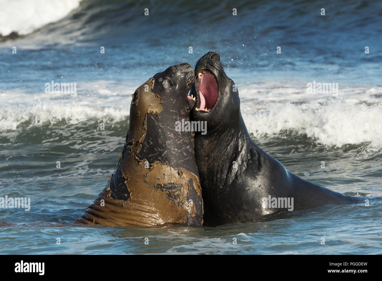 Close-up of a Southern elephant seals fighting in the Atlantic ocean ...