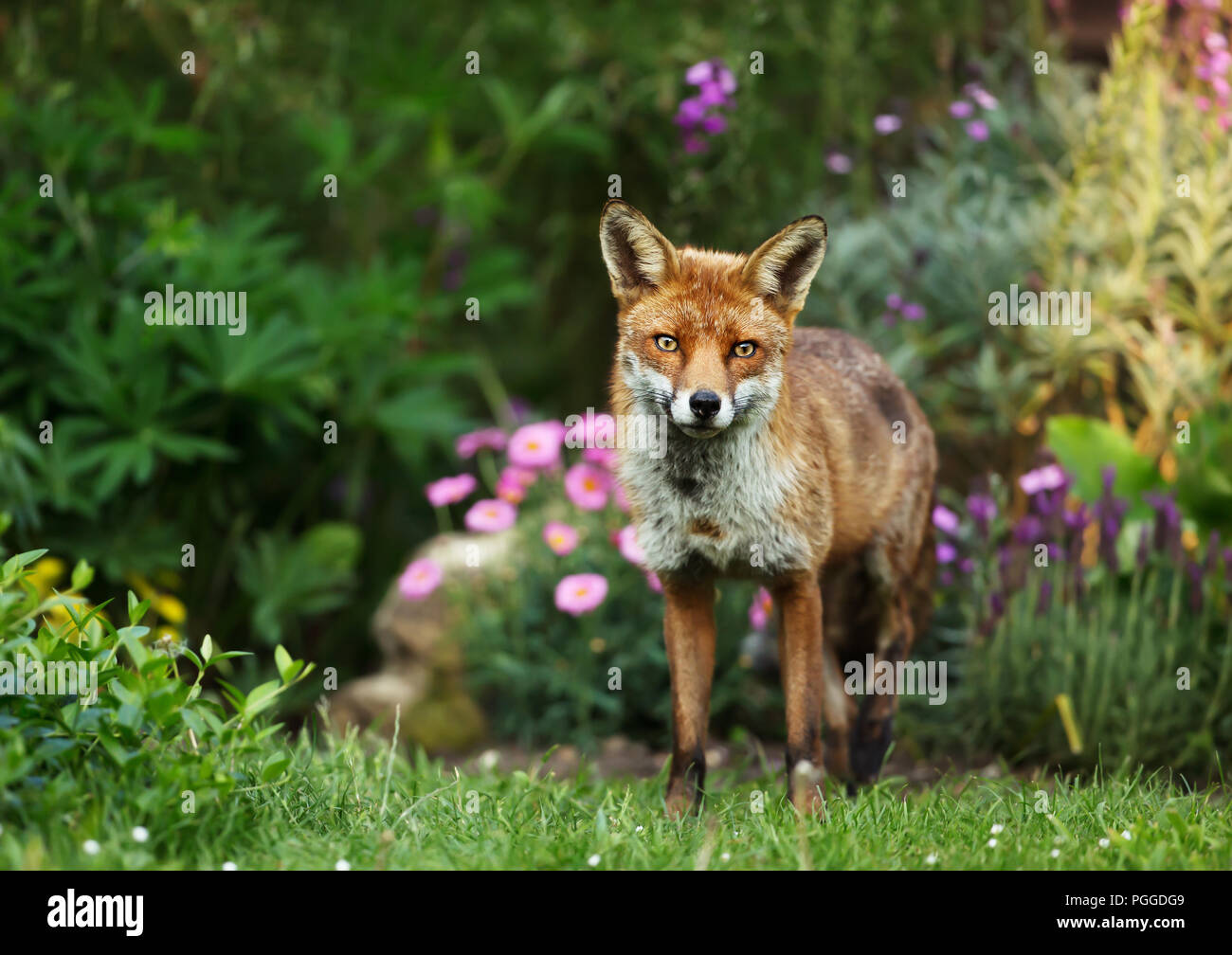 Red fox standing in the garden with flowers, summer in UK Stock Photo ...