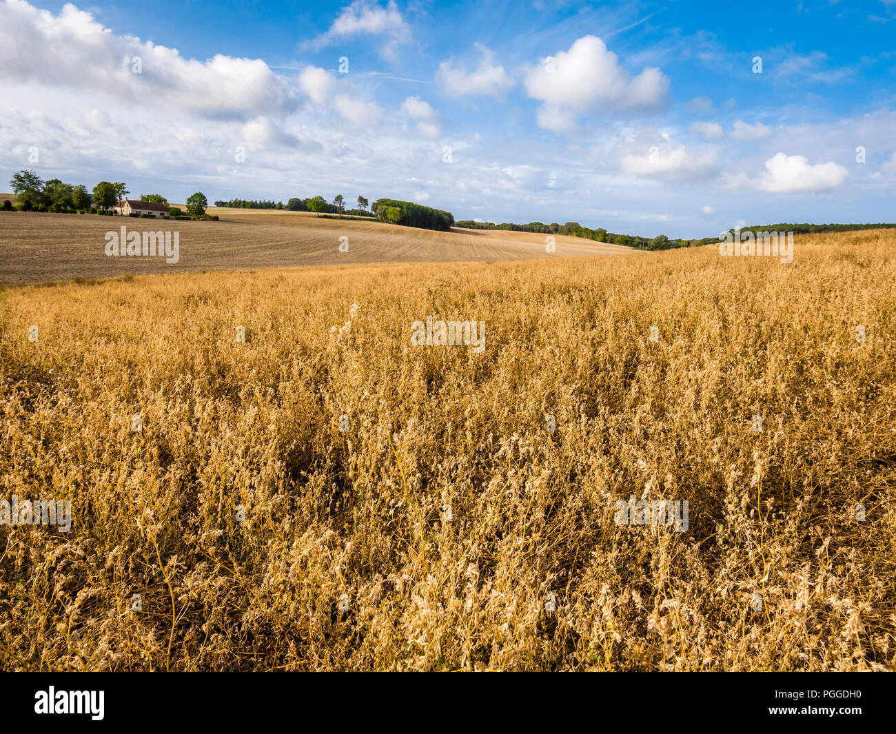 Field of ripe Alfalfa / Lucerne, France Stock Photo - Alamy