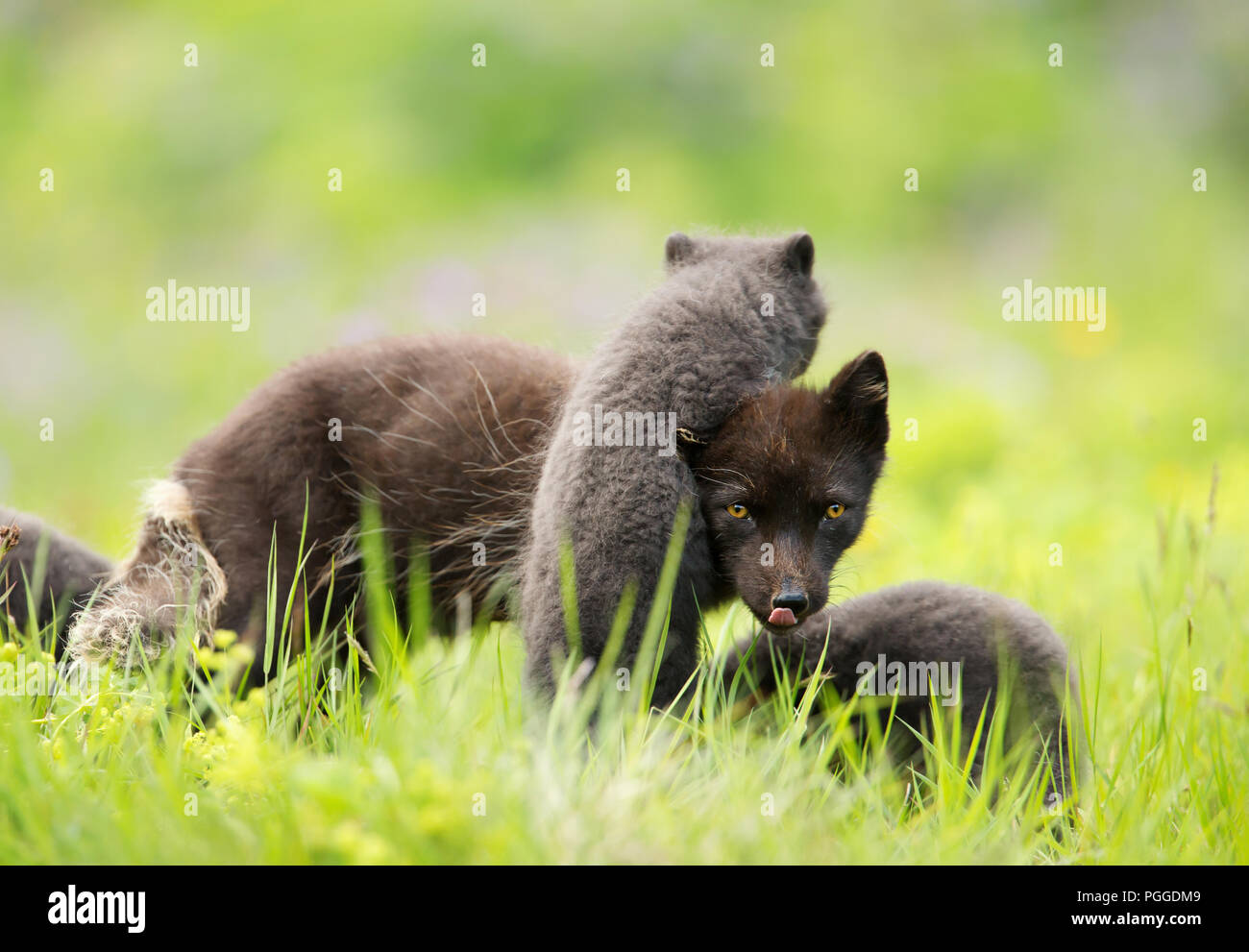 Little arctic fox hi-res stock photography and images - Alamy