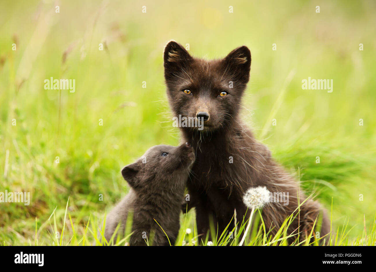 Cute Arctic Fox Pups