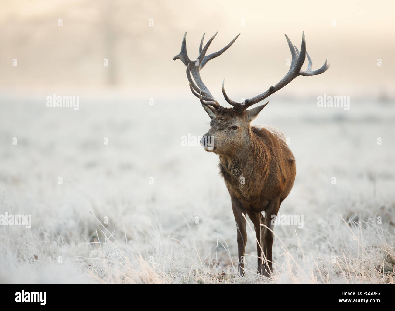 Stag standing on a hi-res stock photography and images - Alamy
