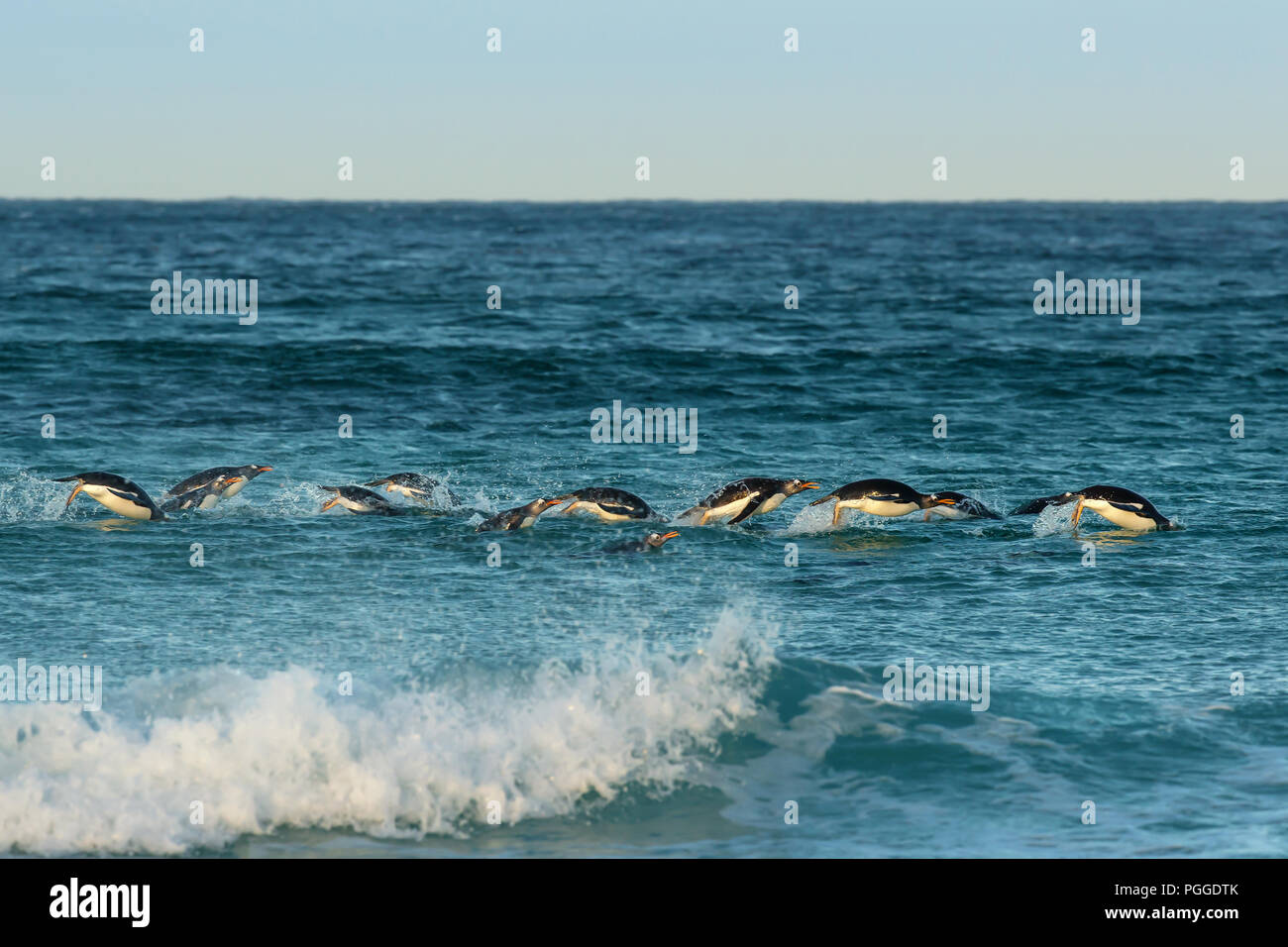 Group of Gentoo penguins diving in Atlantic ocean on the coast of ...