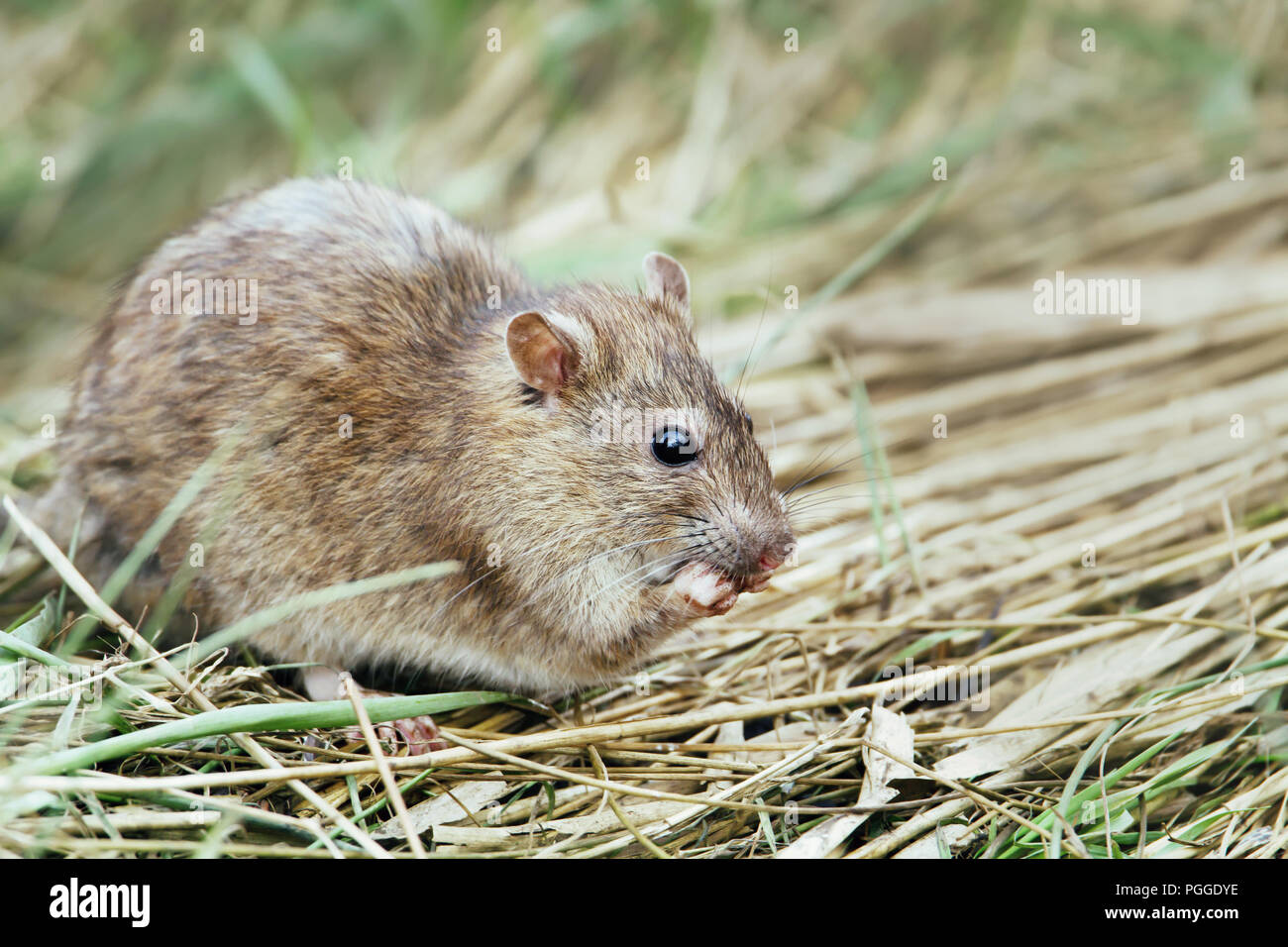 Rat hi-res stock photography and images - Alamy