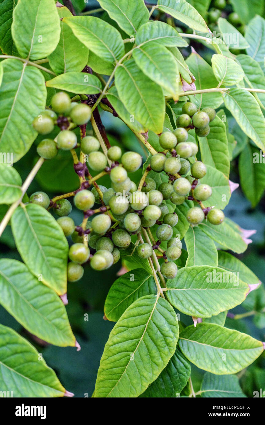 Corktree hi-res stock photography and images - Alamy