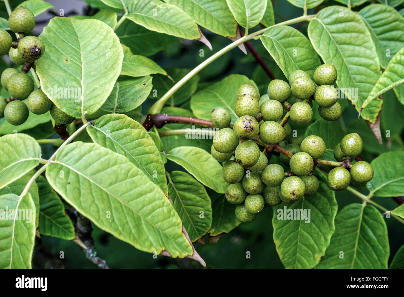 Sakhalin Corktree, Phellodendron amurense var. sachalinense, ripening ...