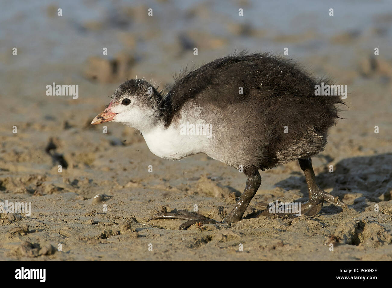 Juvenile Eurasian coot walking on sand and mud Stock Photo - Alamy