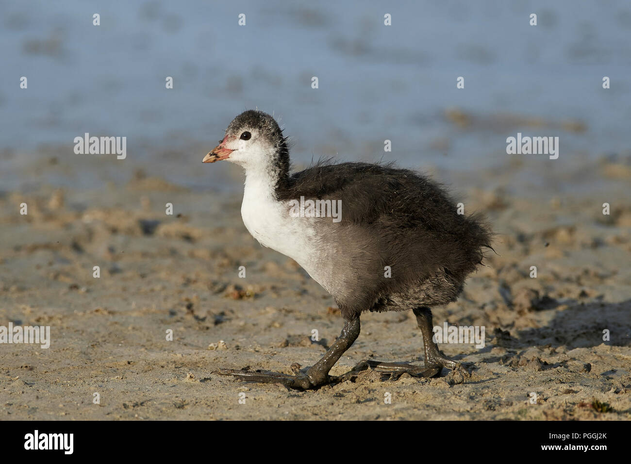 Juvenile Eurasian coot walking on sand and mud Stock Photo - Alamy