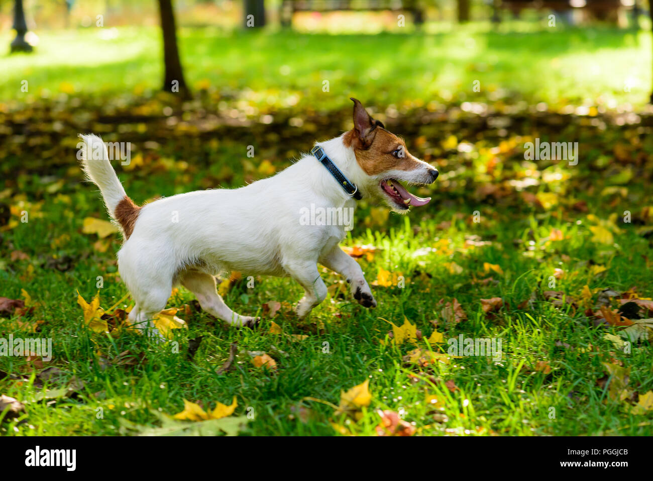 September fall park hi-res stock photography and images - Alamy