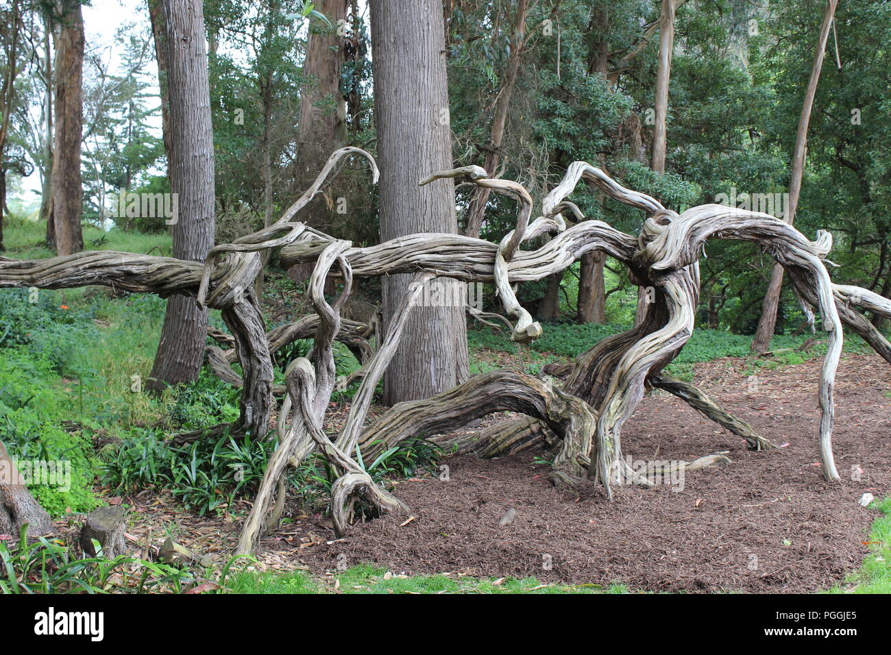 Gnarled wood hi-res stock photography and images - Alamy