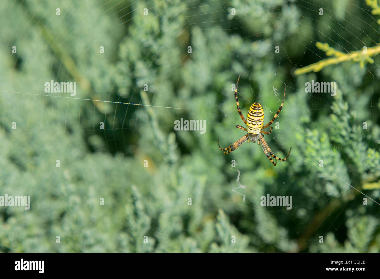 A large spider with yellow stripes on a cobweb in the garden. Spider ...