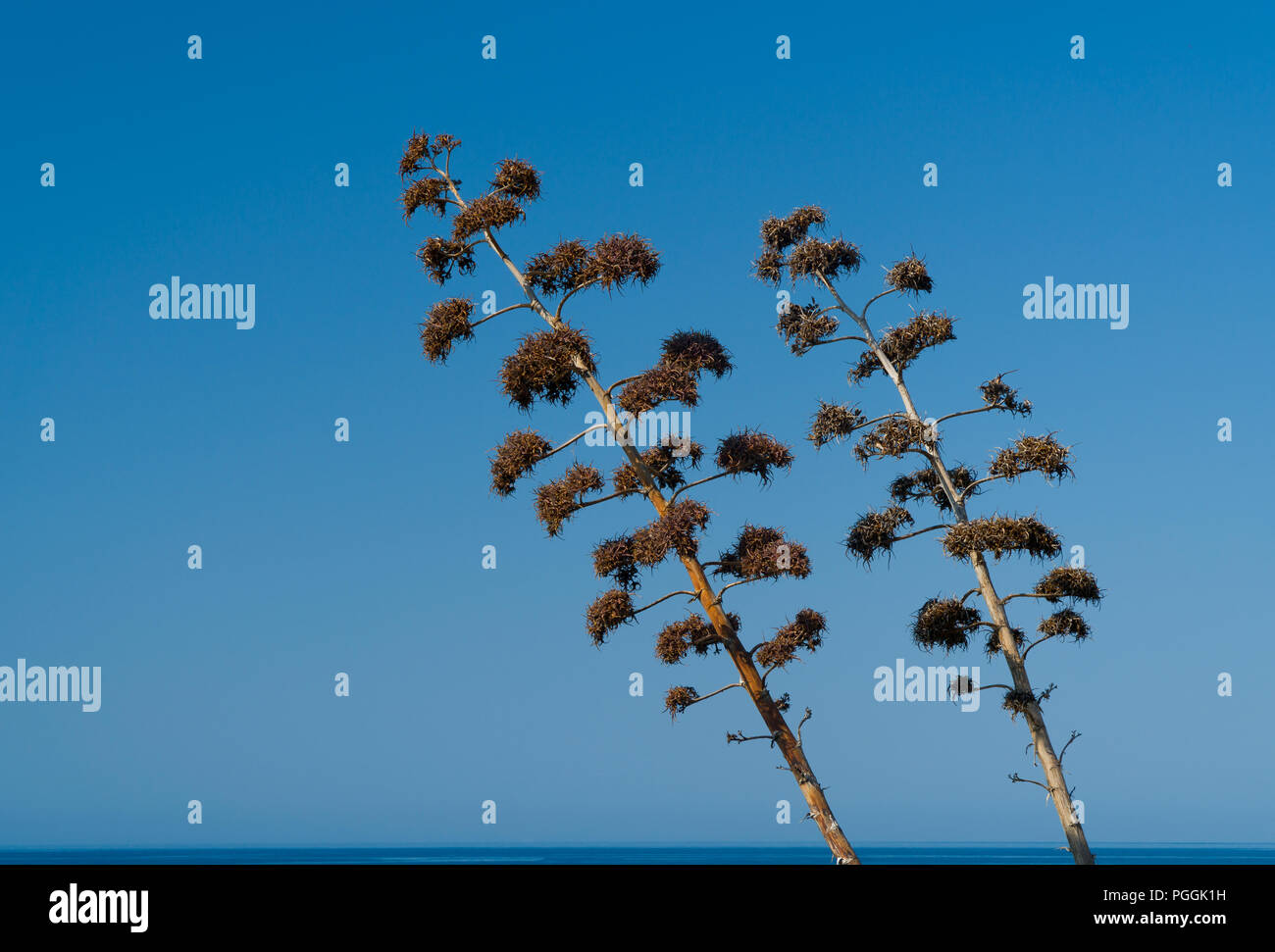 Two pine trees leaning sharply due to the constant force of the wind ...