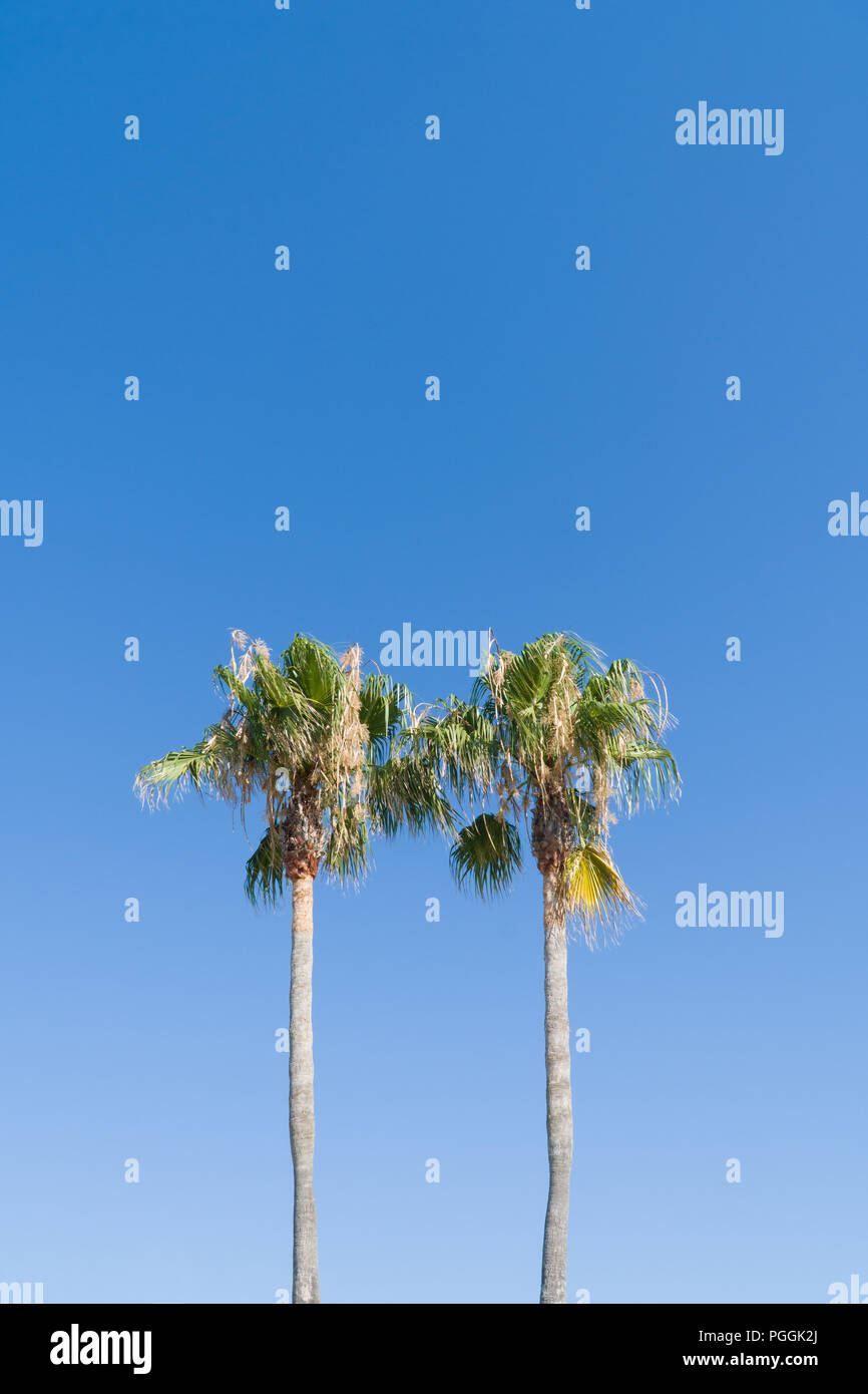 Plam trees in sky hi-res stock photography and images - Alamy