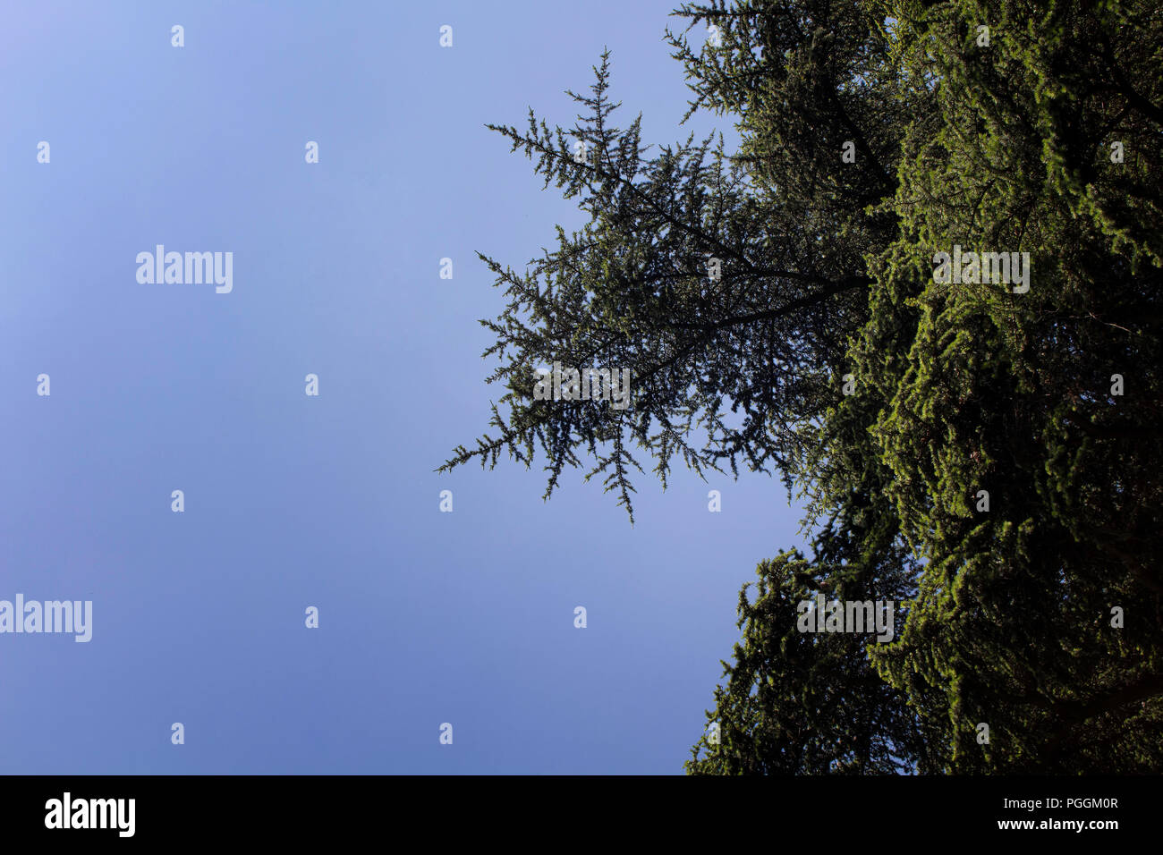 Bottom view of a pine tree with clear sky background Stock Photo - Alamy