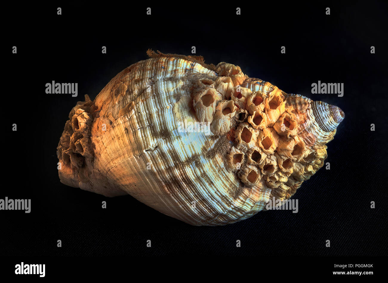 Common whelk shell hi-res stock photography and images - Alamy