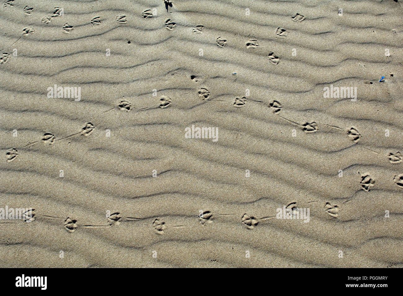 Black-headed Gull (Chroicocephalus ridibundus) - Tracks in the sand ...