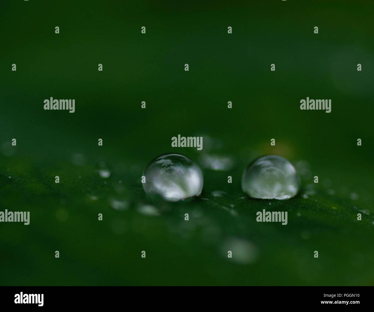 Pearls: Water droplets on top of leaves. Symmetrical patterns of the ...