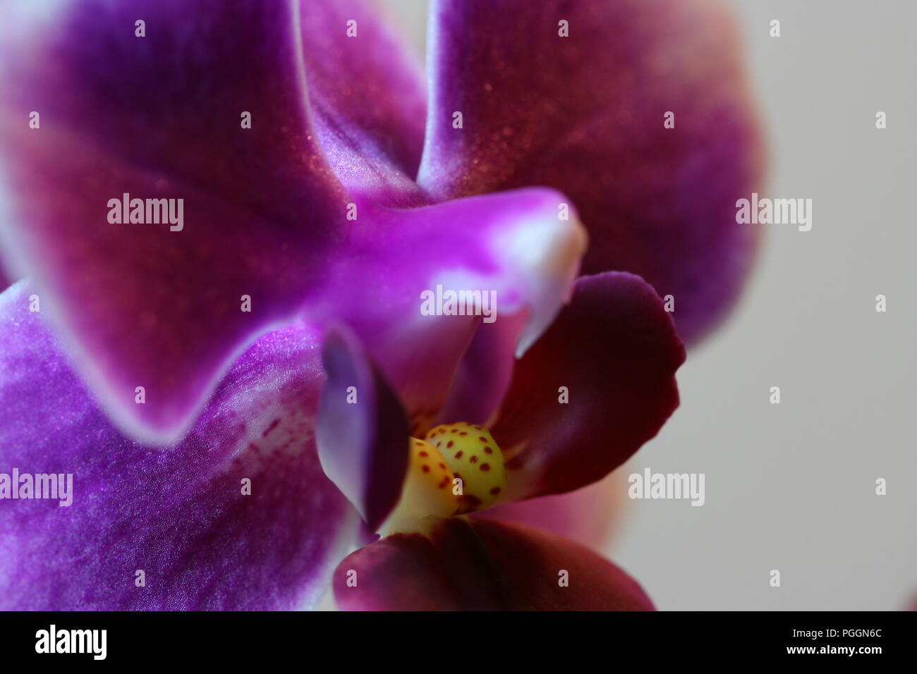 Angiosperm plant hi-res stock photography and images - Alamy
