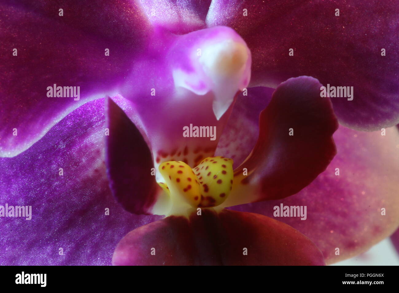 Monocot Macro Close Up High Resolution Stock Photography and Images - Alamy