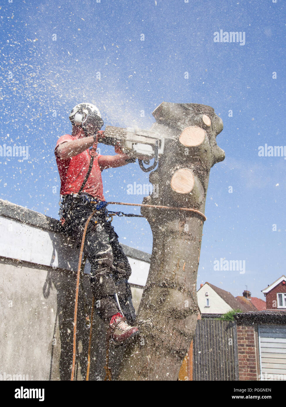 Male tree surgeon reducing the height of a tree trunk with a chainsaw ...