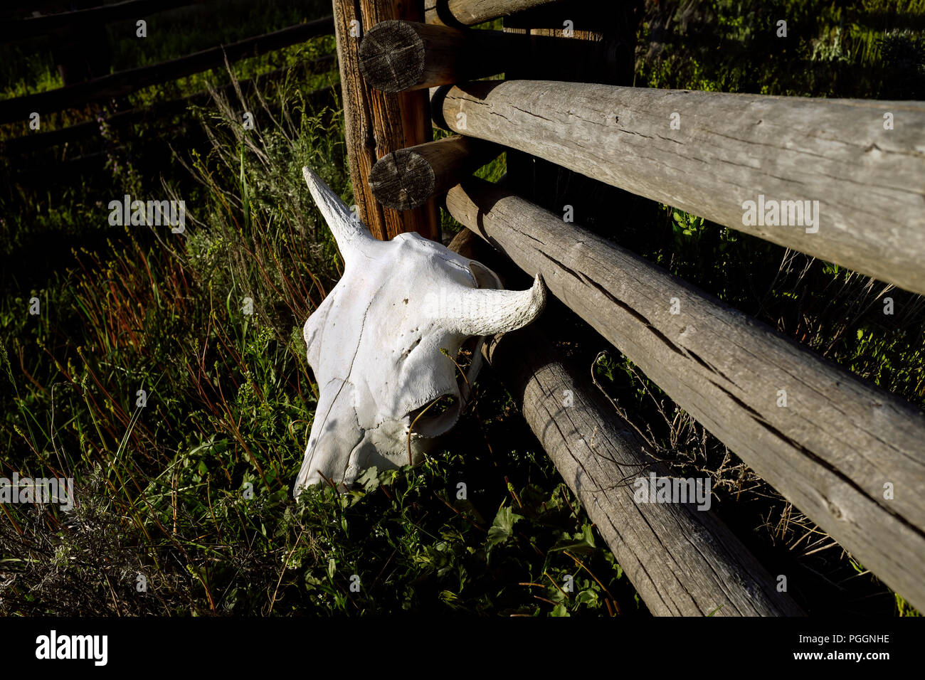 Buffalo skeleton hi-res stock photography and images - Alamy